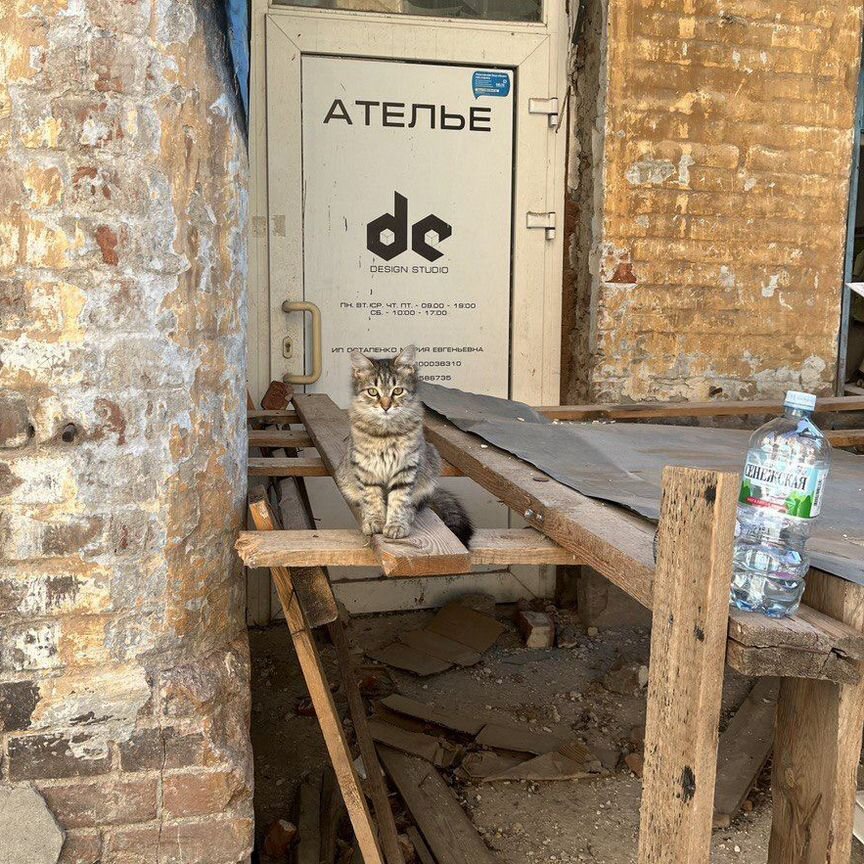 Брошенные котята