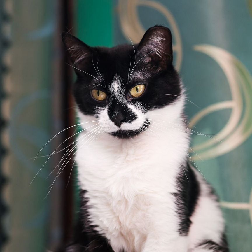 Красавица-кошечка Тори (3,5 года) ищет семью