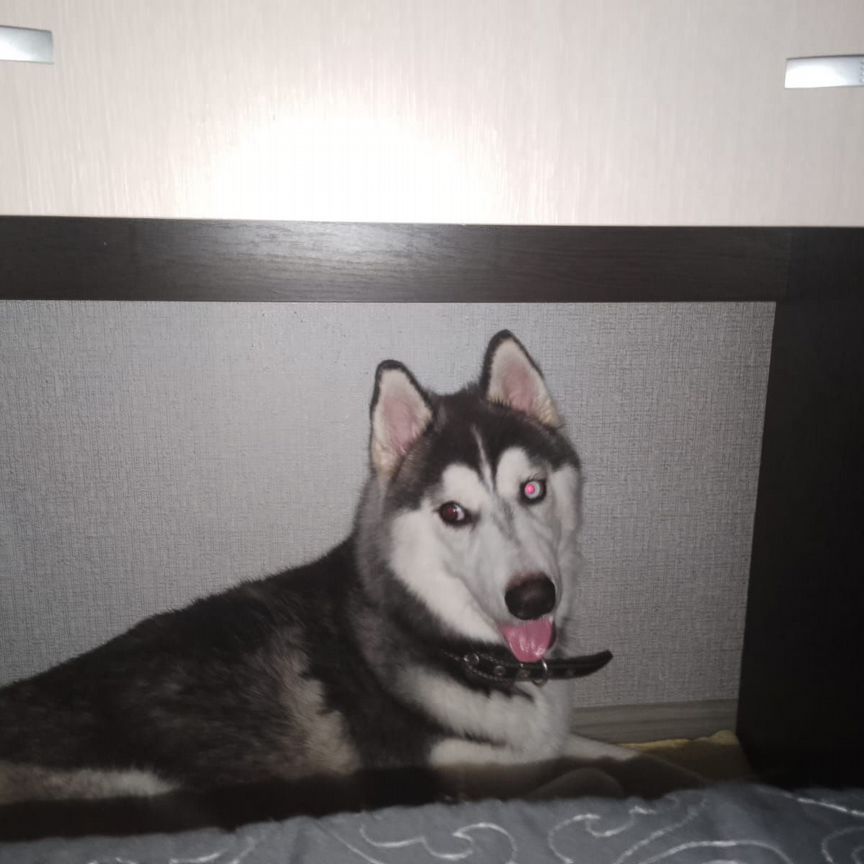 Сибирский хаски