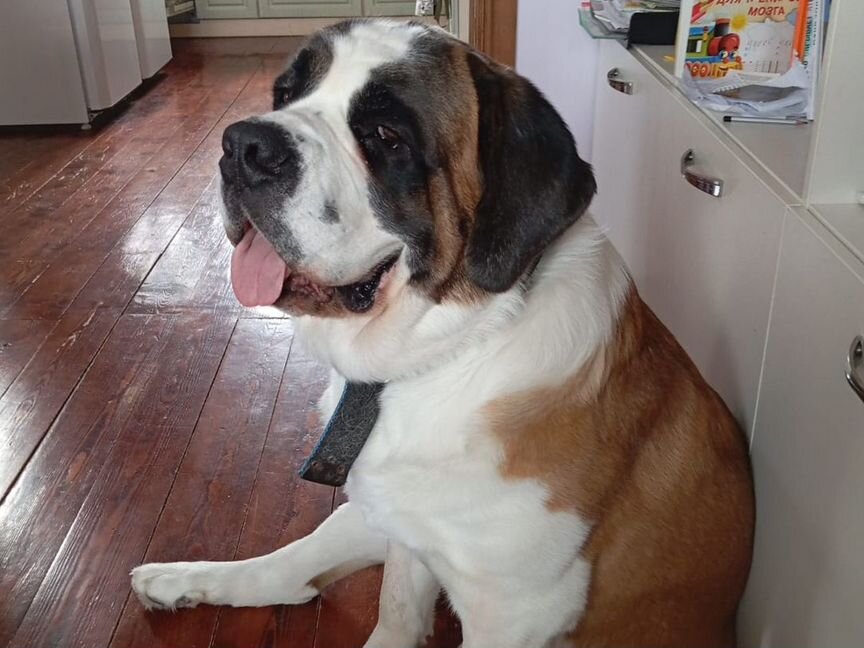 Сенбернар короткошерстный