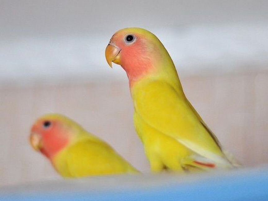 Попугай неразлучник