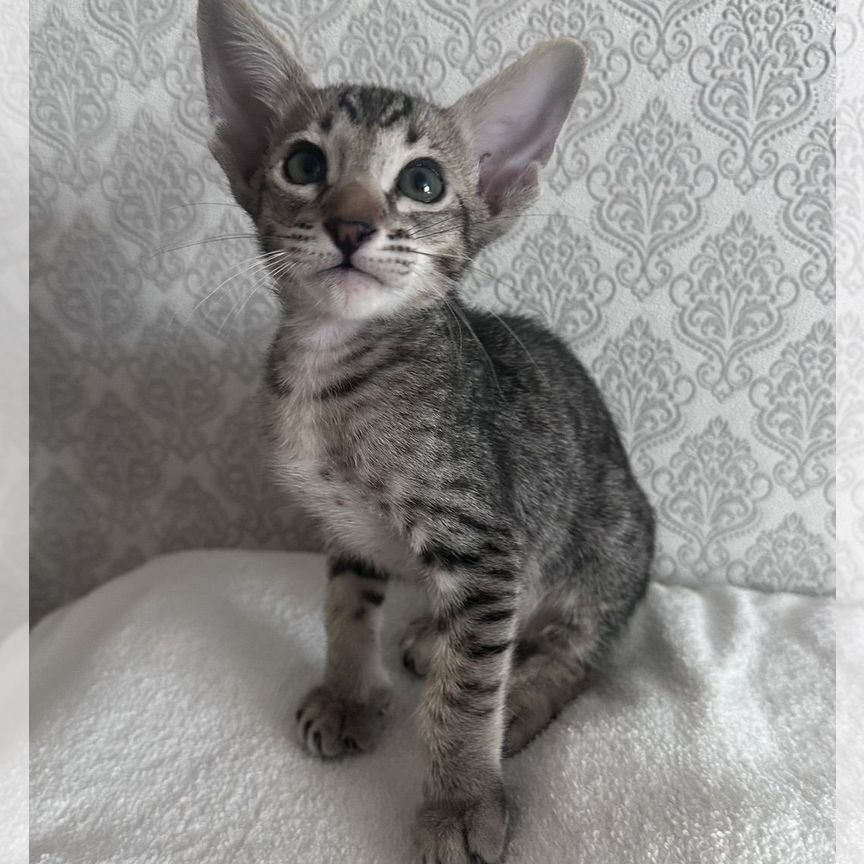 Ориентальный котёнок