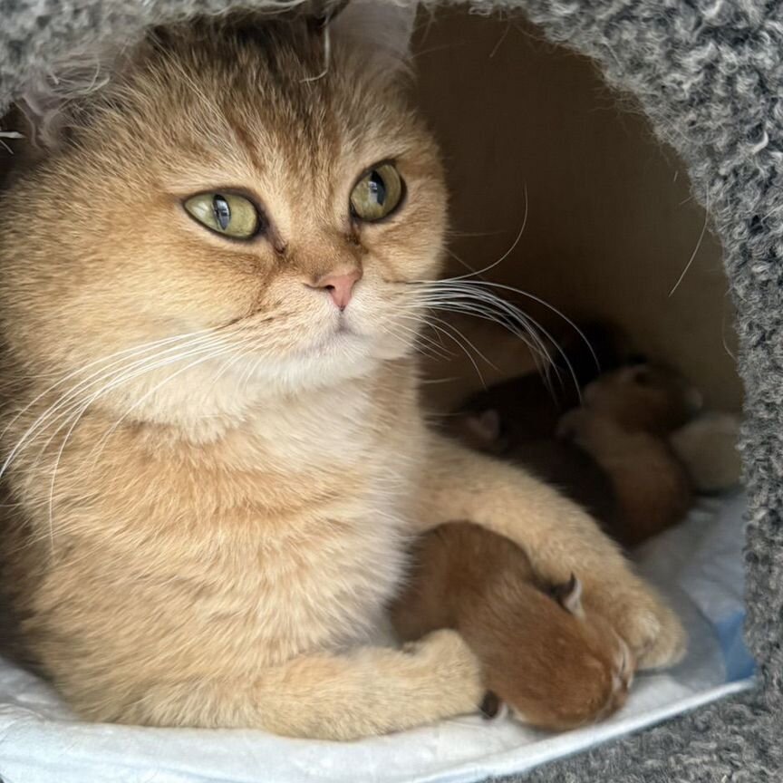 Шотландский вислоухий короткошёрстный котёнок