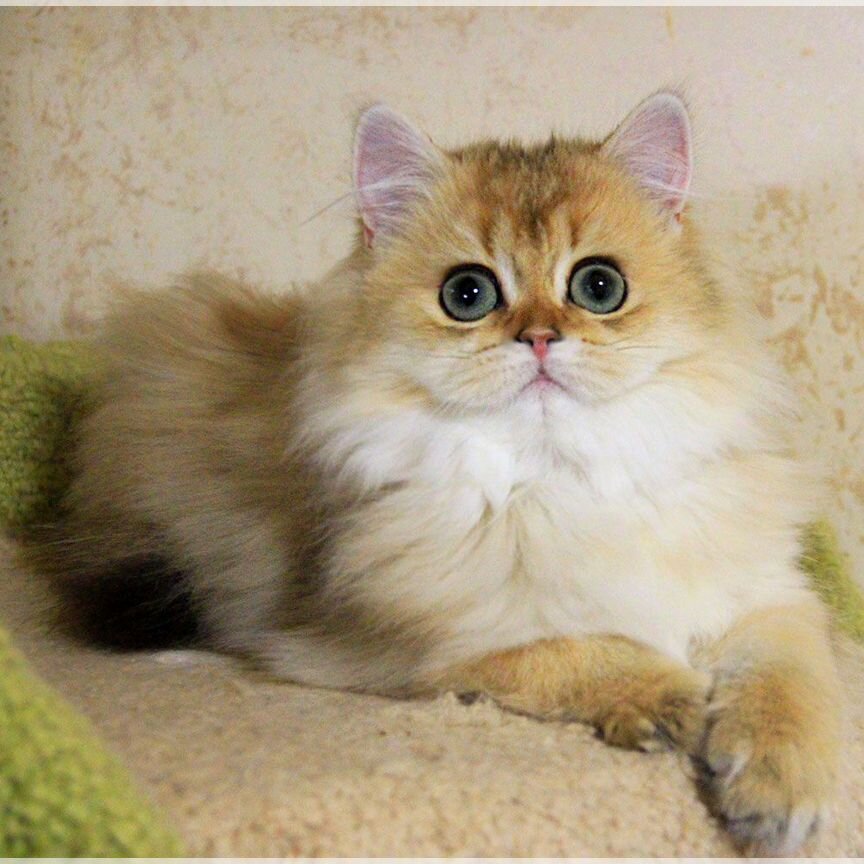 Британочка в разведение