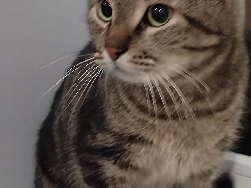 Котёнок, подросток, в добрые руки