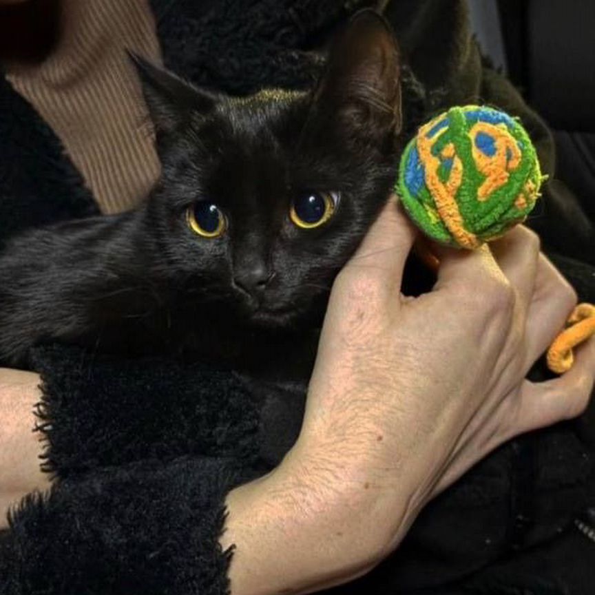 Котёнок в добрые руки