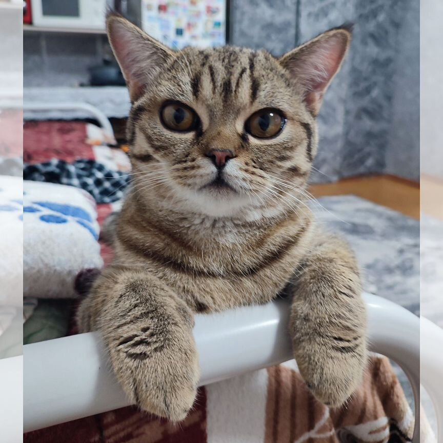 Кот на вязку шотландец прямоухий