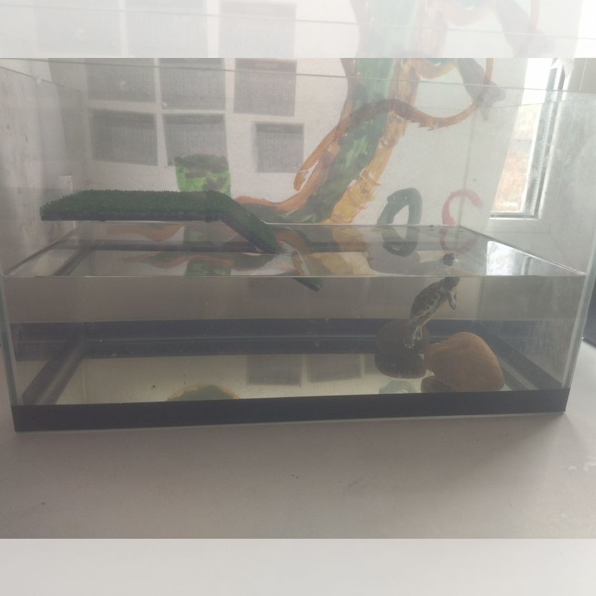 Черепаха водяная