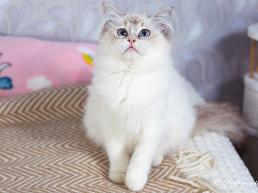 Чистопородная девочка рэгдолл