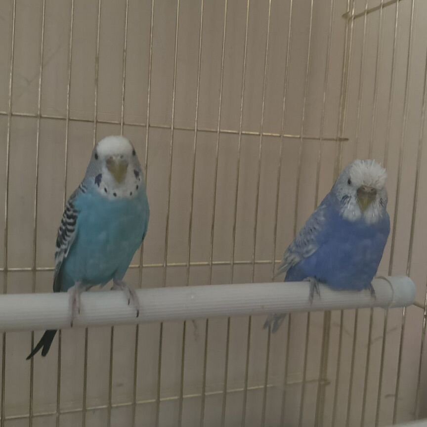 Волнистые попугаи