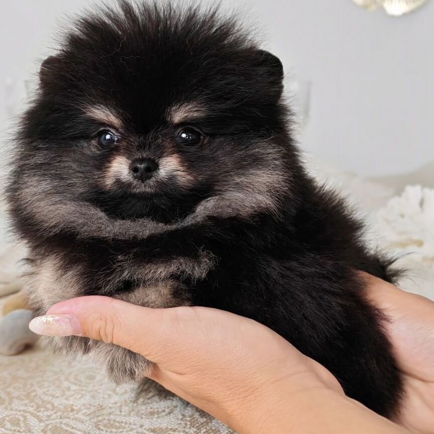 Померанский шпиц, щенок