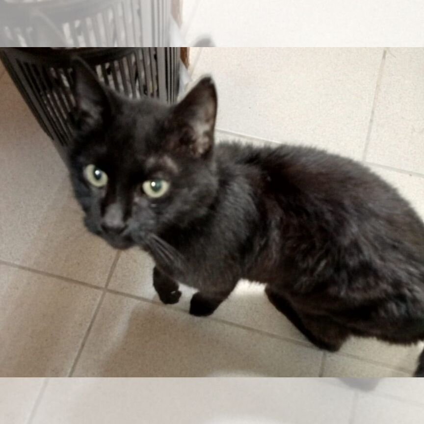 Трехларая кошечка Ваниль ищет дом