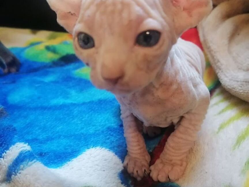 Канадский сфинкс котенок мальчик