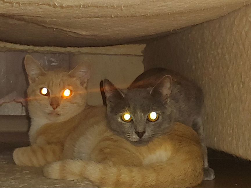 Персиковый котик в добрые руки