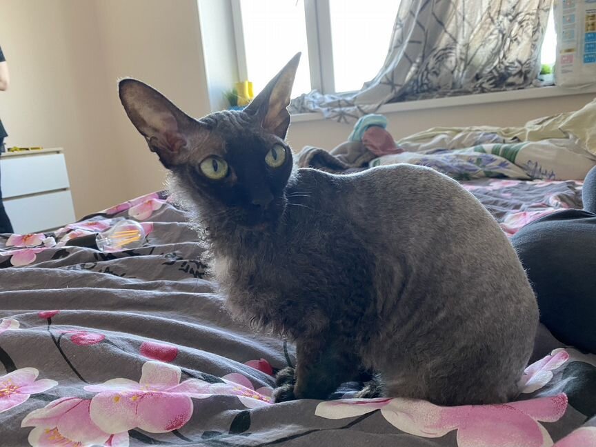 Кошка сфинкс бесплатно