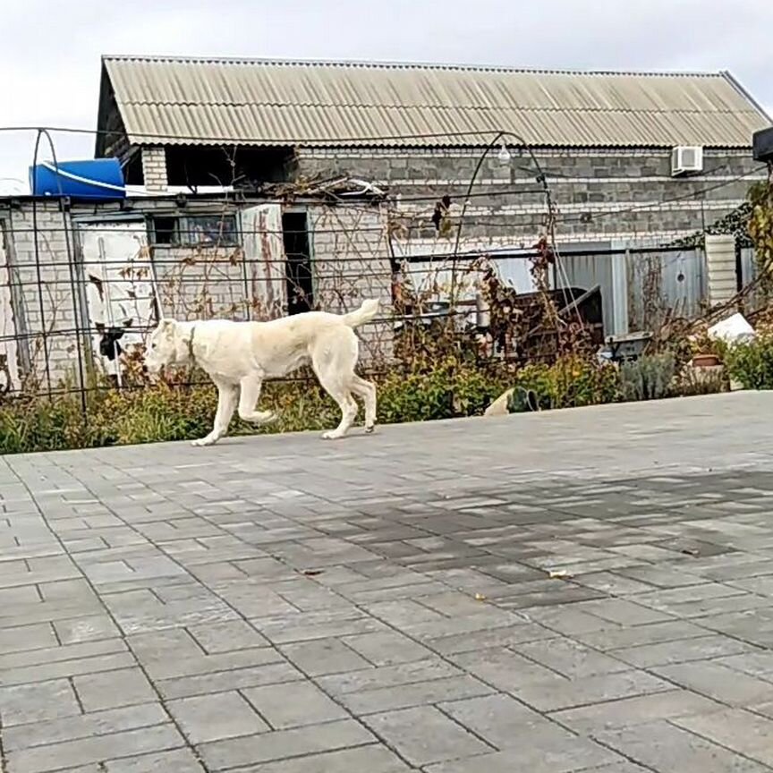 Алабаи в хорошие руки