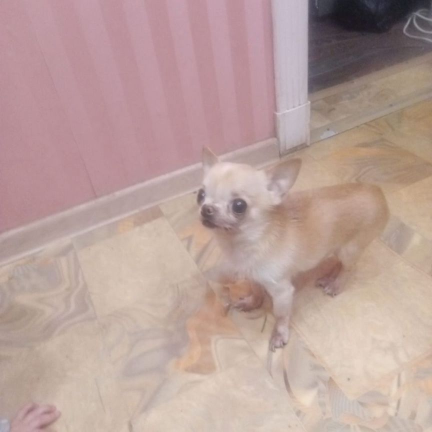 Чихуахуа микро