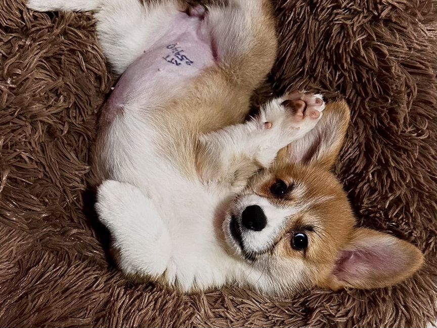 Собаки щенок корги