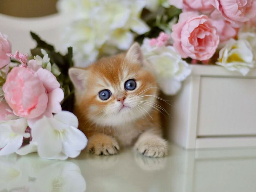 Британские котята золотая шиншилла