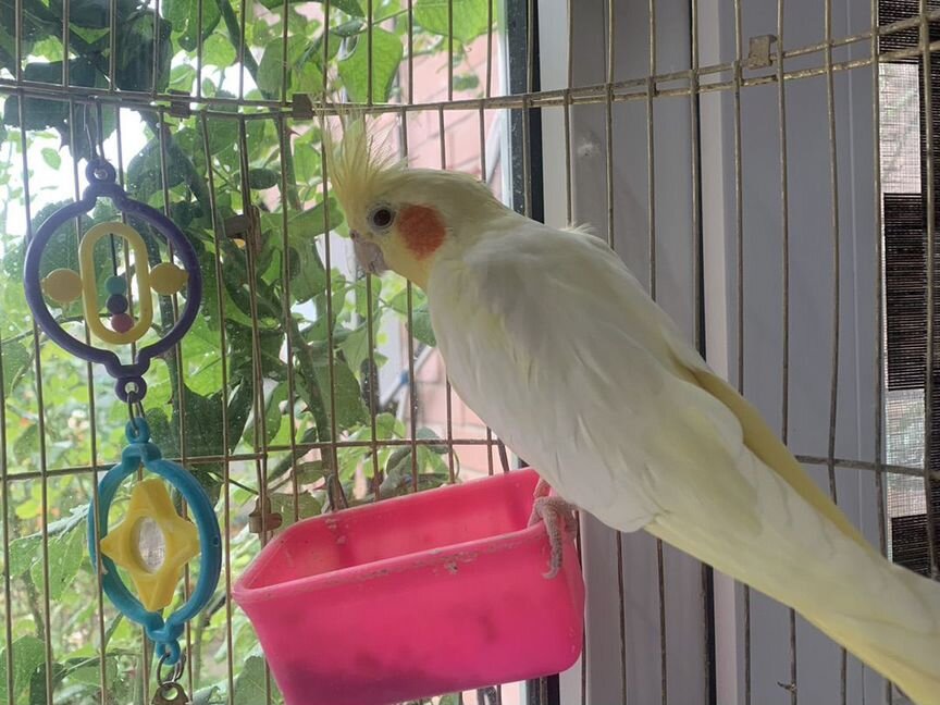 Попугай корелла ручной мальчик