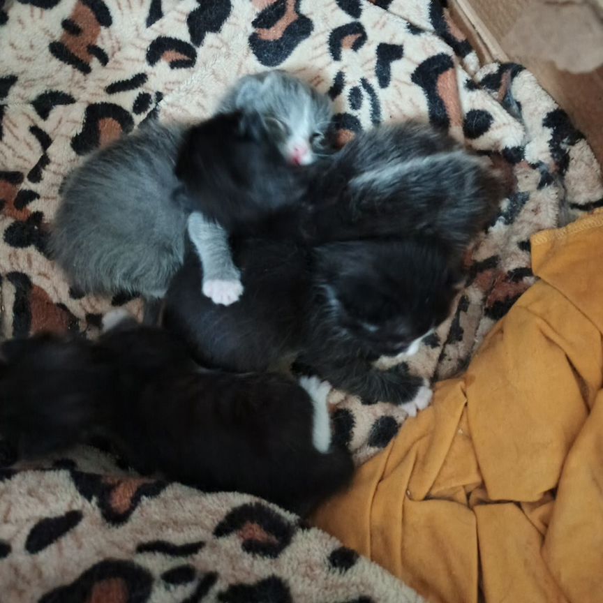 Котёнок в добрые руки