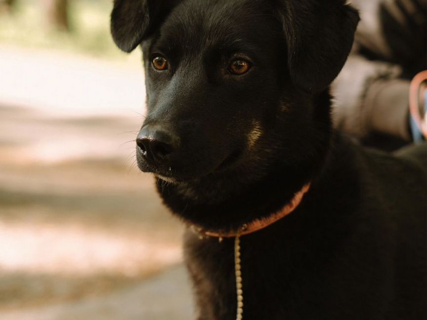 Черри из приюта: небольшая собачка ищет дом