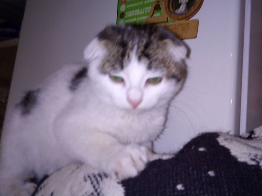 Котята брошенные в деревне бесплатно