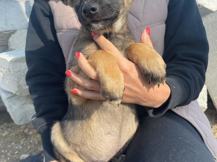 Малыш- пузатик в поисках дома