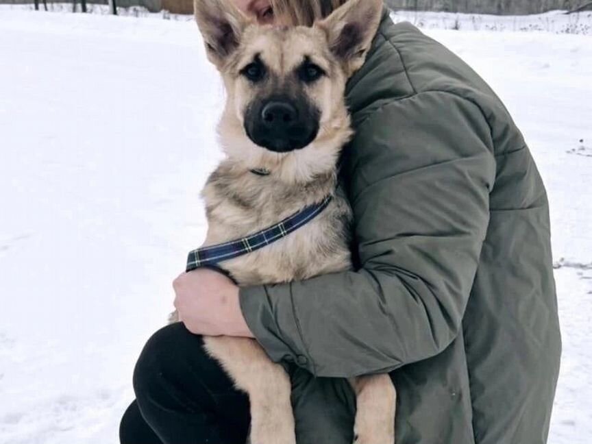 Собака в добрые руки