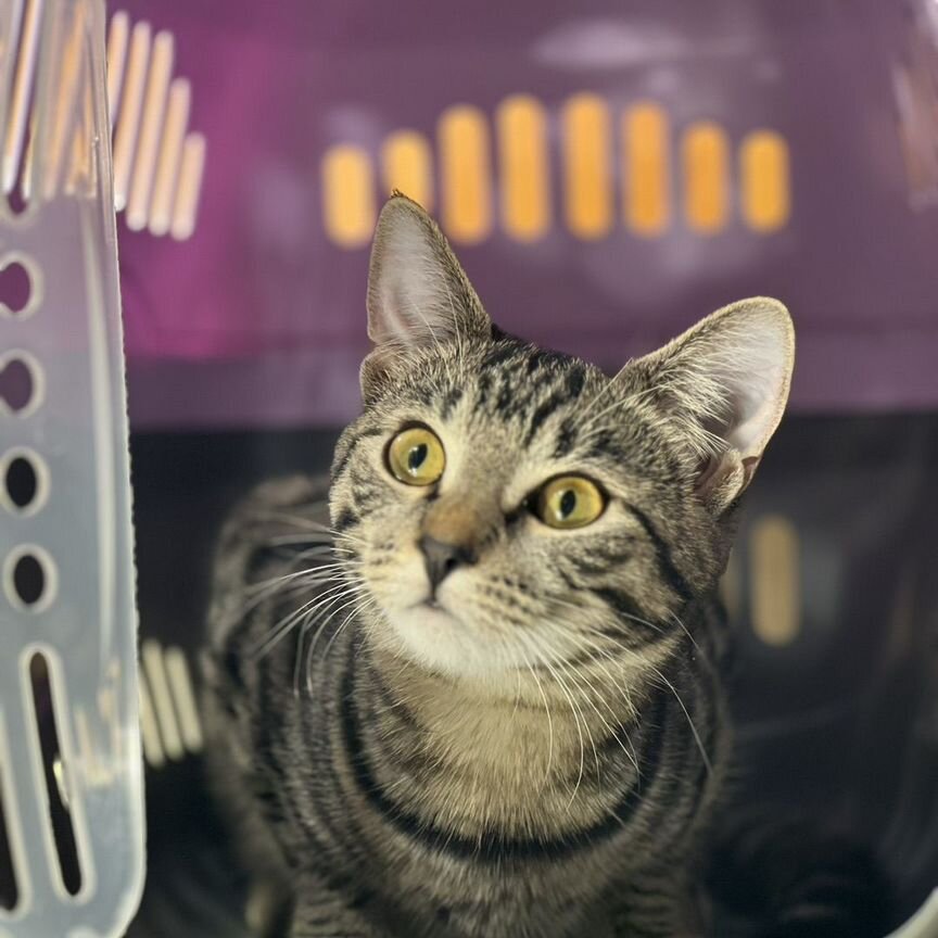 Кошечка пол года в добрые руки