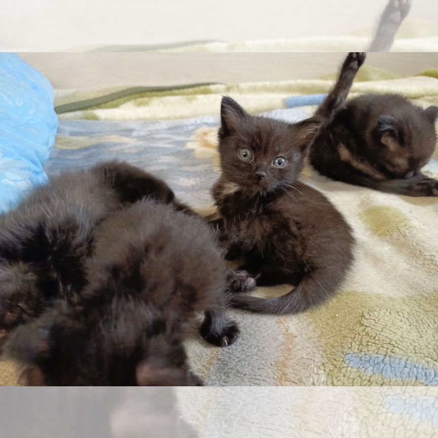 Котёнок в добрые руки