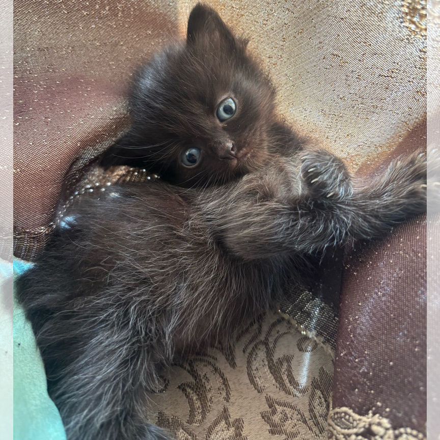 Котёнок в добрые руки
