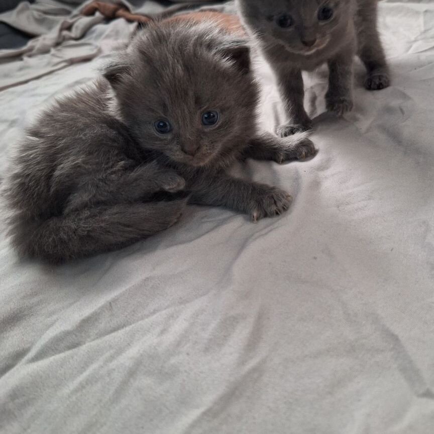 Котята,от породестой кошки