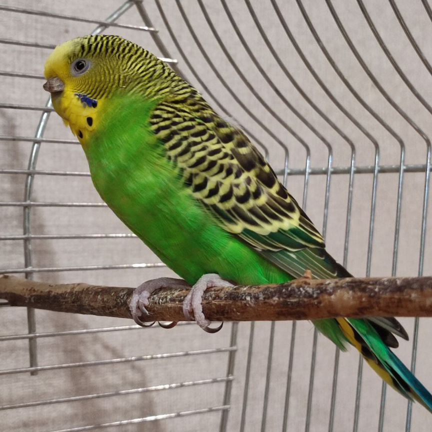 Волнистый попугай с клеткой