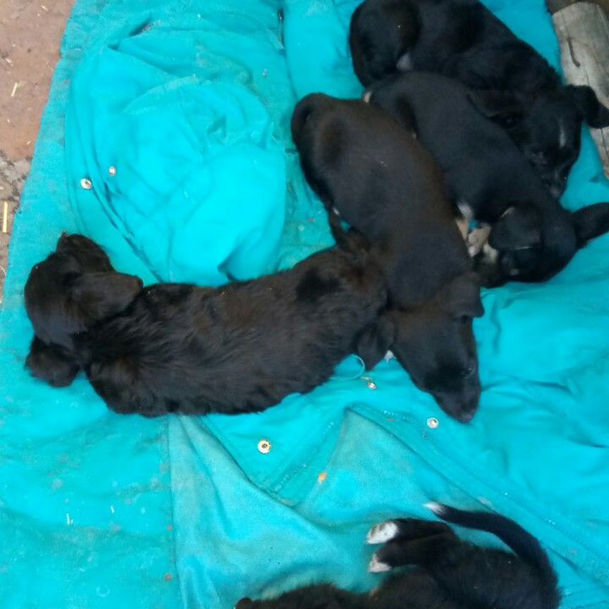 Отдам щенка в добрые руки