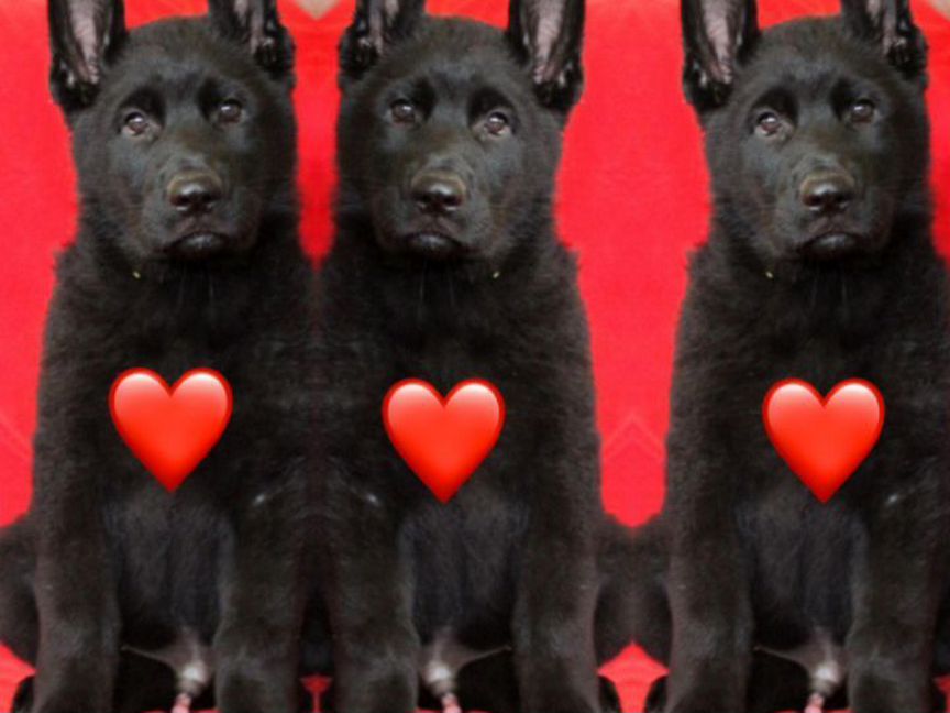 Роскошный мальчики и девочки немецкой овчарки РКФ