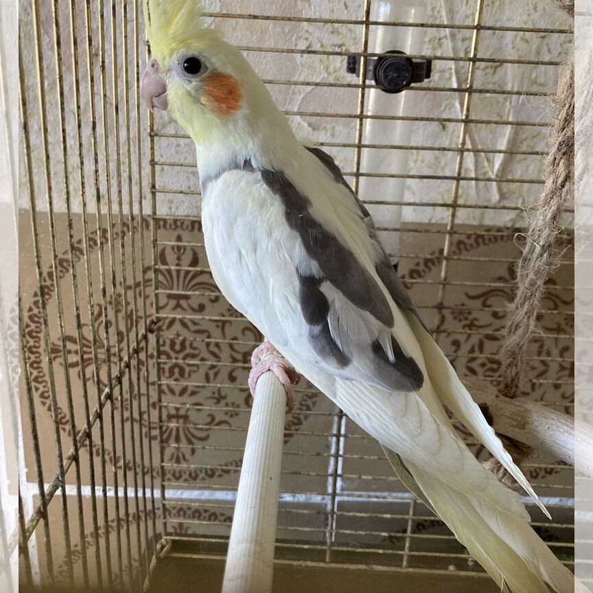 Попугай корелла мальчик