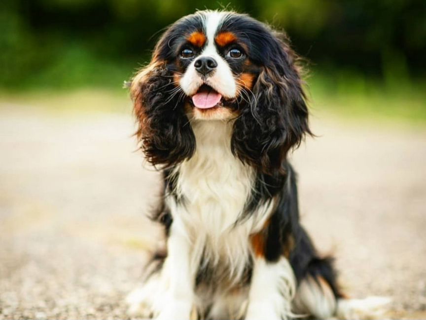 Кавалер Кинг чарльз спаниель триколор