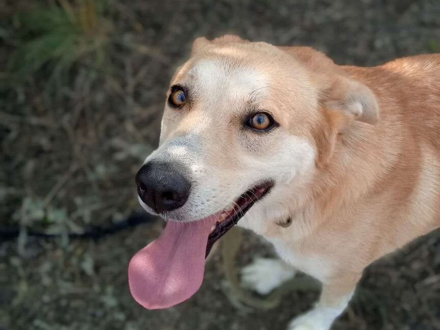 Собака в добрые руки