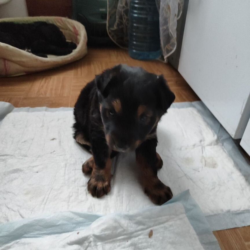 Ищем добрых мам и пап