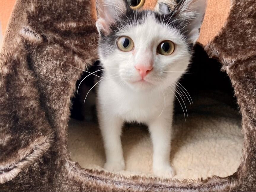 Ласковый котенок Лори 4 мес ищет дом