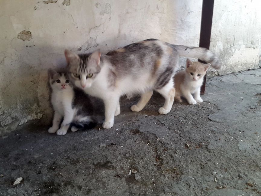 Котята красивые бесплатно