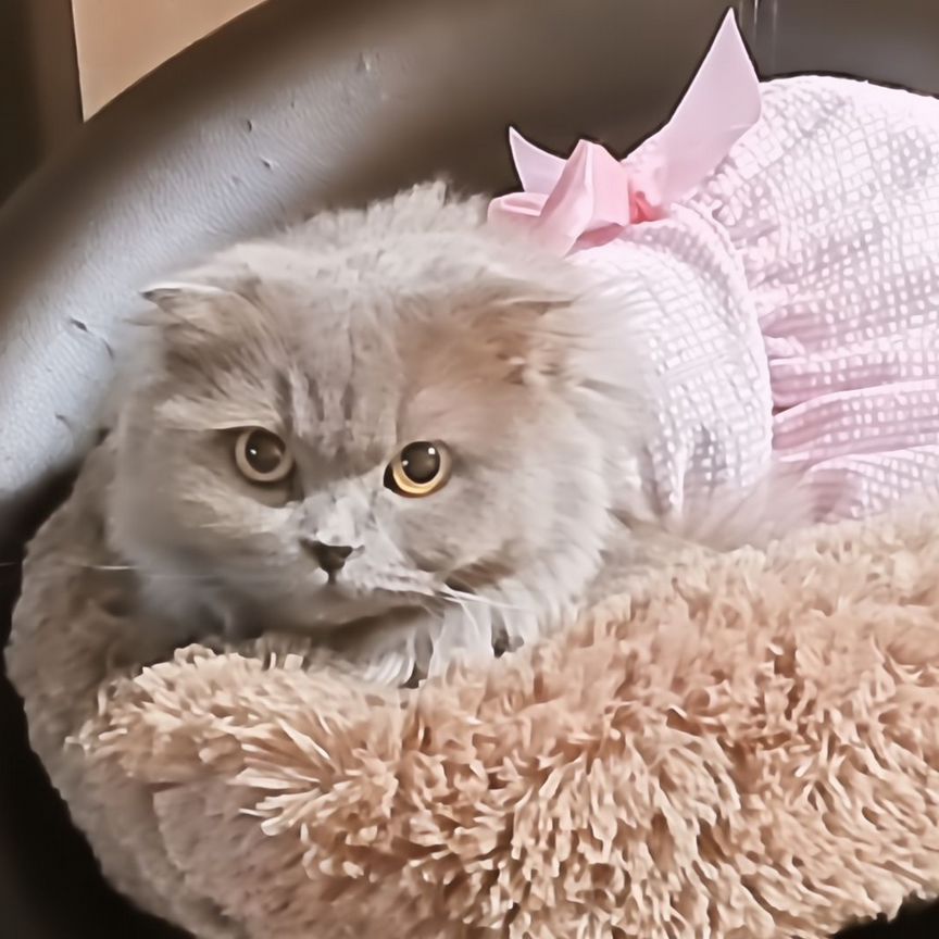 Шотландская вислоухая длинношёрстная, взрослая кошка