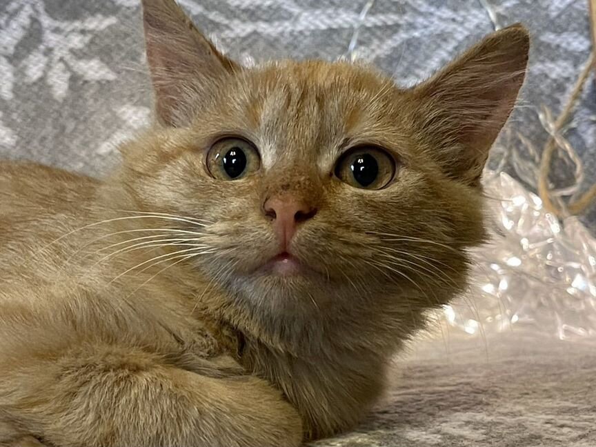 Котенок 3 месяца девочка
