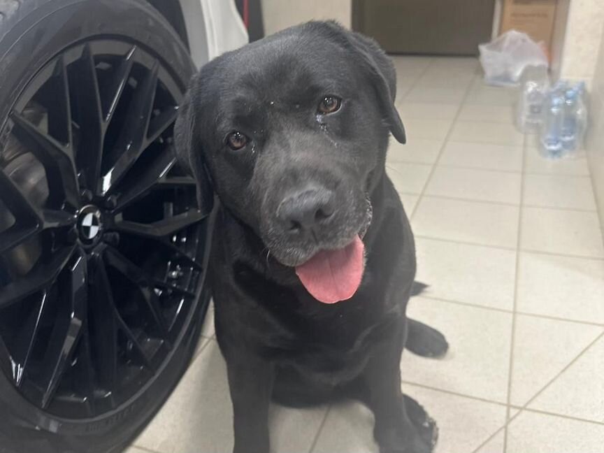 Лабрадор потеряшка