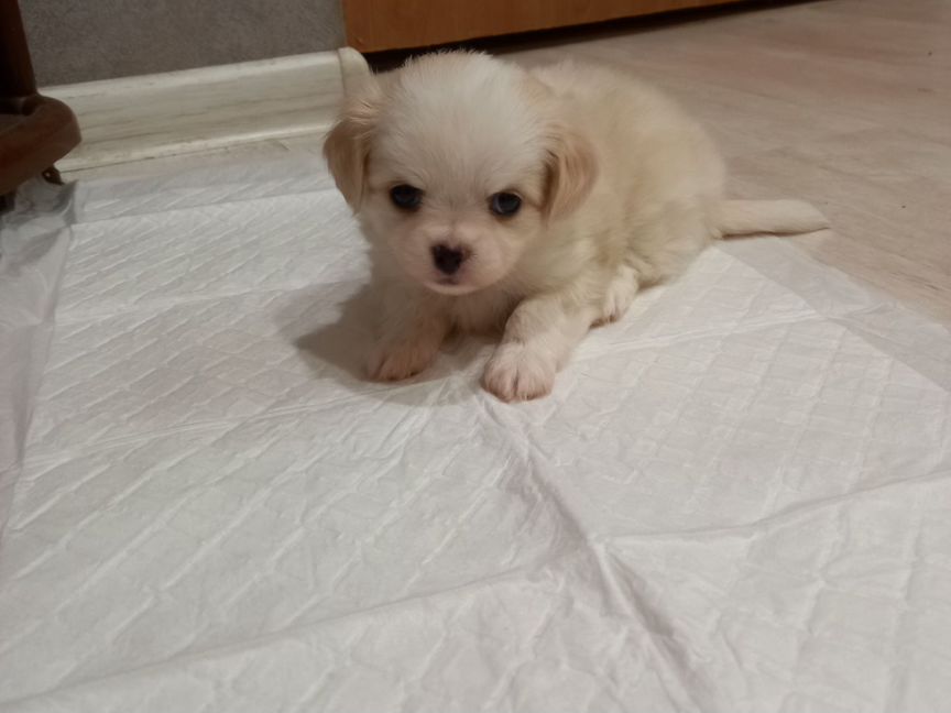 Щенки чихуахуа