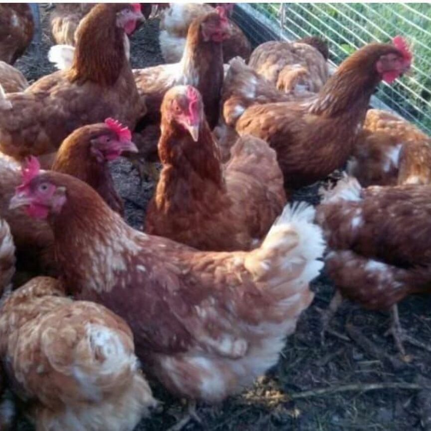Куры несушки 8мес