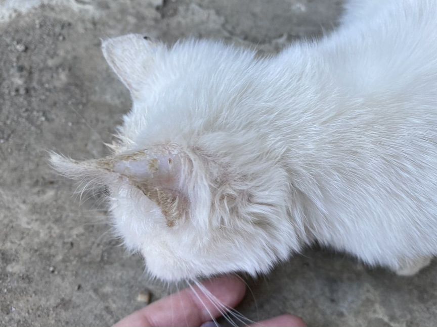 Отдам в добрые руки котенка, через пару недель