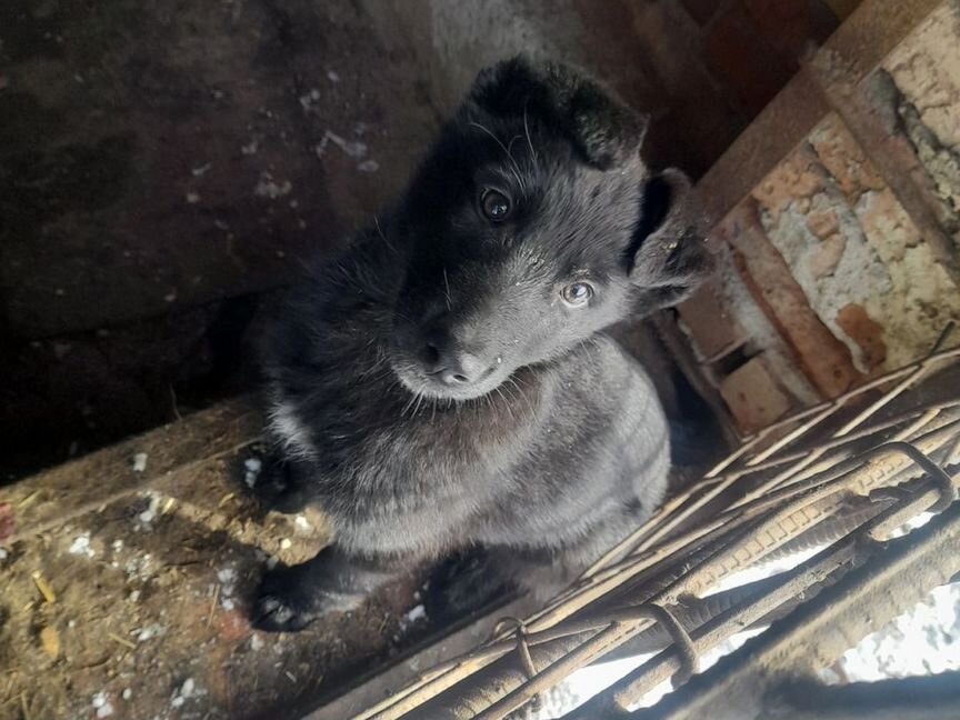 Вега ищет дом и самых лучших мам и пап