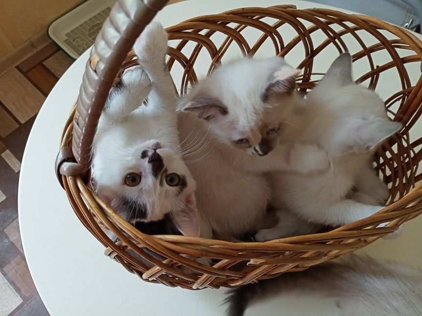 Шикарные котятки ищут друзей